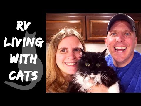 13 Essential Tips on How to Live in an RV with Cats