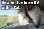 13 Essential Tips on How to Live in an RV with Cats
